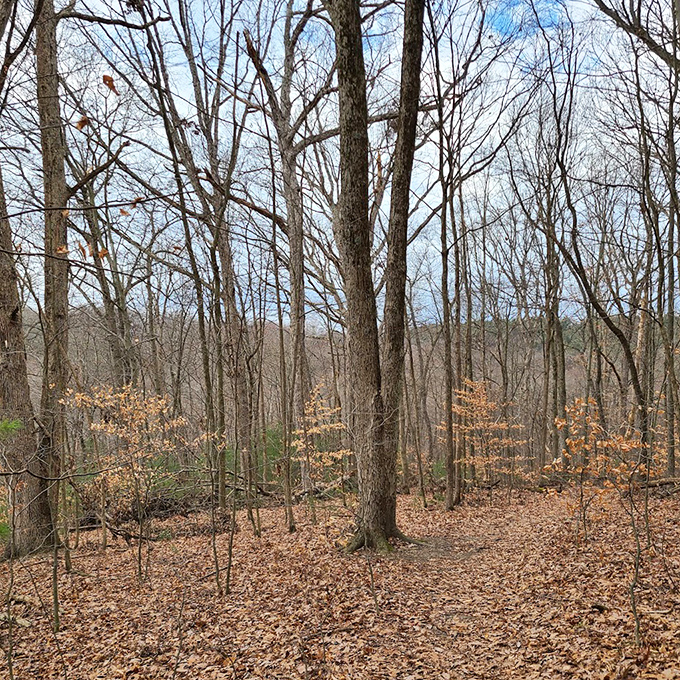 Winter reveals the forest's true architecture—like seeing the bones of a cathedral when all the stained glass has been temporarily removed.