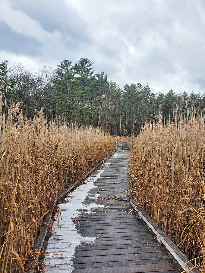 Winter's quiet boardwalk through dormant reeds. Even in the off-season, Bomoseen's wetland trails offer solitude and unexpected beauty for those willing to bundle up.