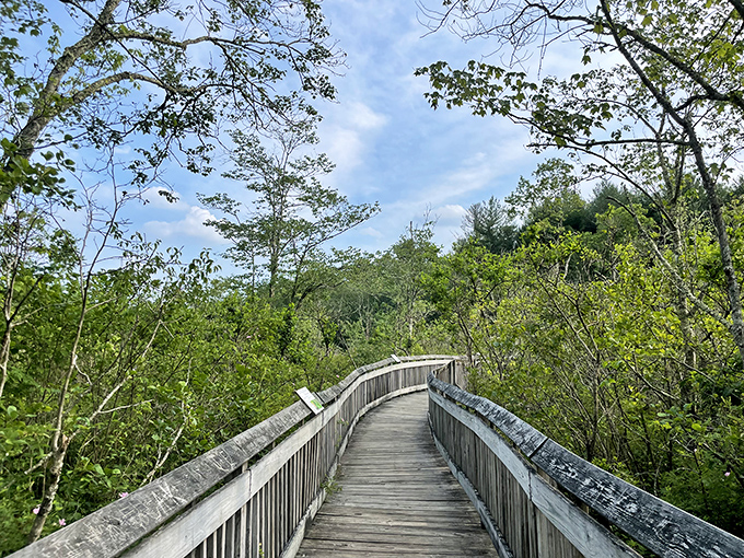 This boardwalk doesn't have cotton candy or carnival games, but offers something better: a front-row seat to Connecticut's wild side.