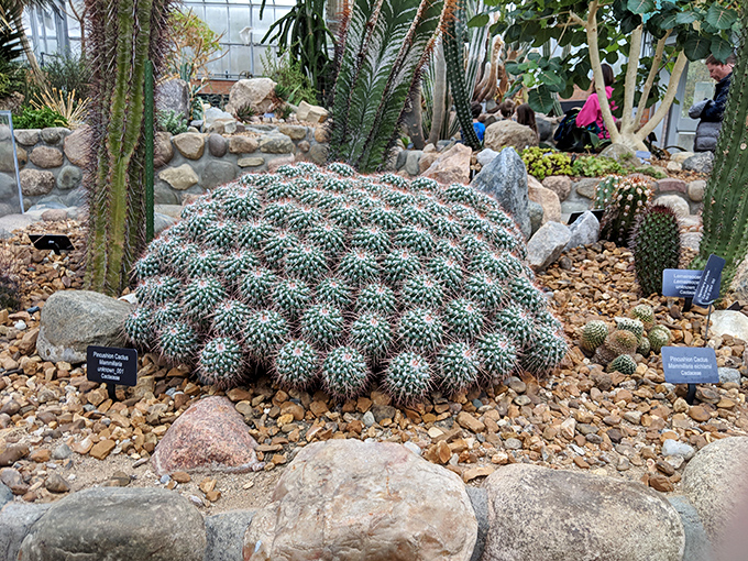 In the desert house, these prickly residents have perfected the art of personal space&mdash;nature's introverts with a "look but don't touch" policy.
