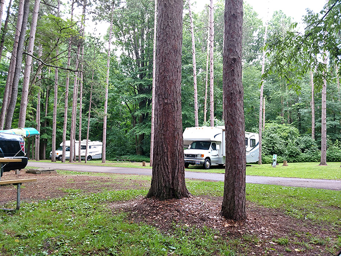 Camping among the pines at Mt. Gilead feels like borrowing a piece of wilderness for the night, complete with overhead starlight.