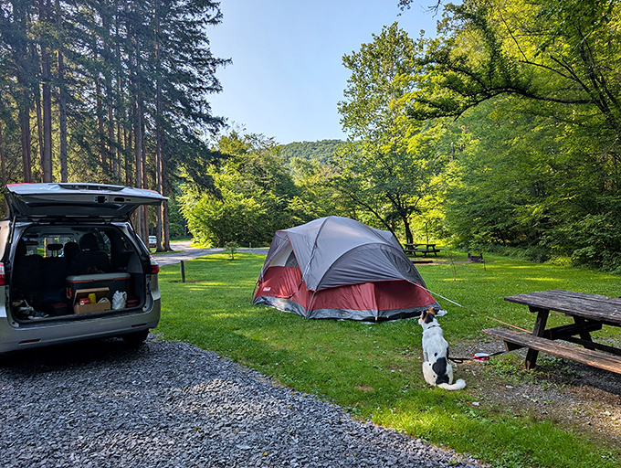 Setting up camp while your pup approves the location&mdash;nothing fancy, just nature, a tent, and excellent canine companionship.
