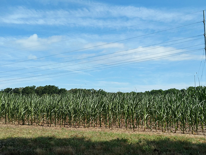 Surrounding farmland provides both scenic vistas and farm-fresh produce, where corn grows taller than your financial worries.