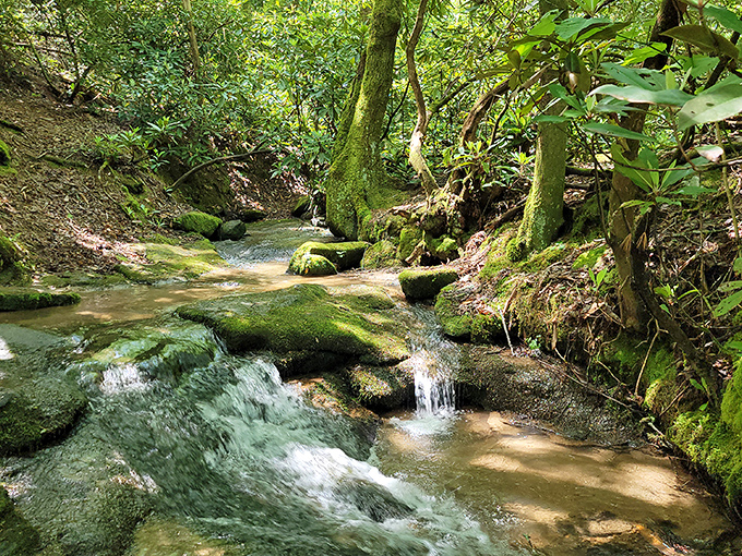 Moss-covered rocks create nature's staircase for this gentle mountain stream. The soundtrack here beats anything on your Spotify relaxation playlist.
