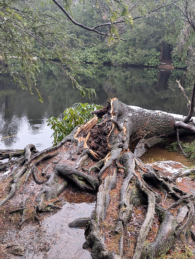 Nature's sculpture garden&mdash;twisted roots and fallen giants create their own ecosystem. Every decomposing log tells a story of forest renewal.