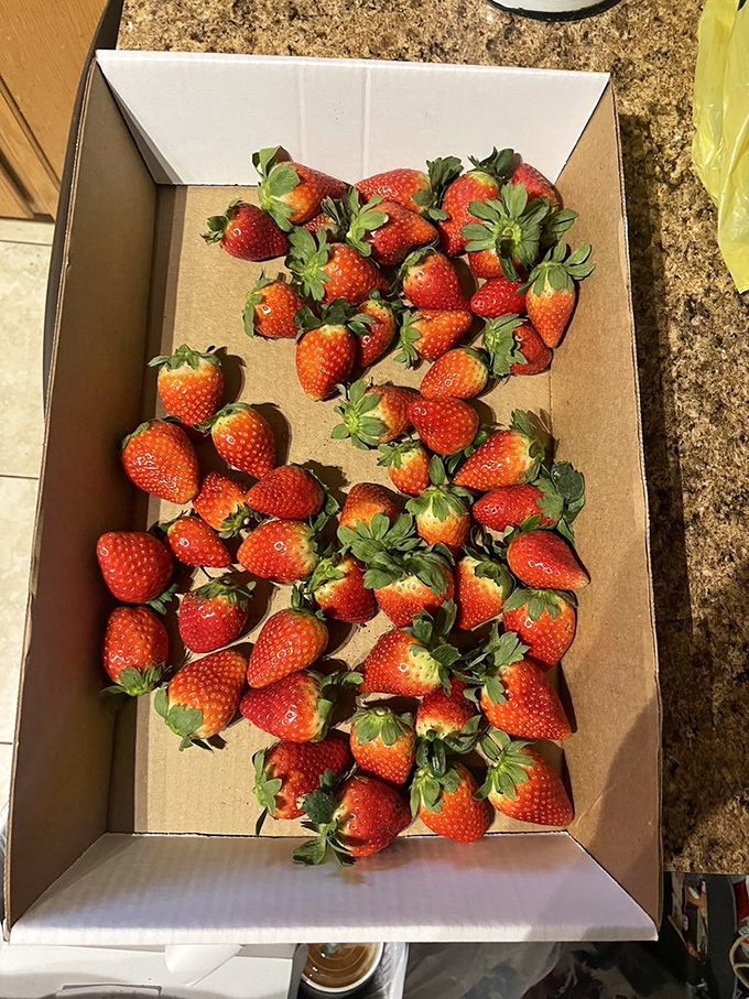 Behold the ruby bounty! These aren't just strawberries; they're edible jewels that make grocery store berries look like distant, pale cousins.