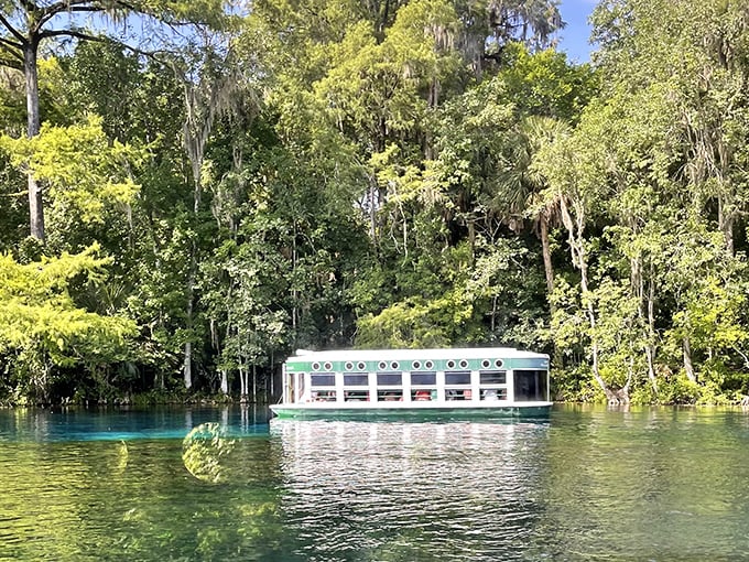 The iconic glass-bottom boat glides across the springs, revealing an underwater world that has captivated visitors since Hemingway was in short pants.
