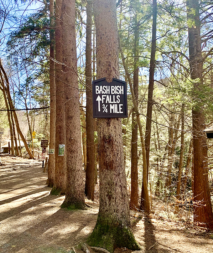 The anticipation builds with each step: This trail sign promises adventure just a quarter-mile ahead, like nature's version of "your destination is on the right."