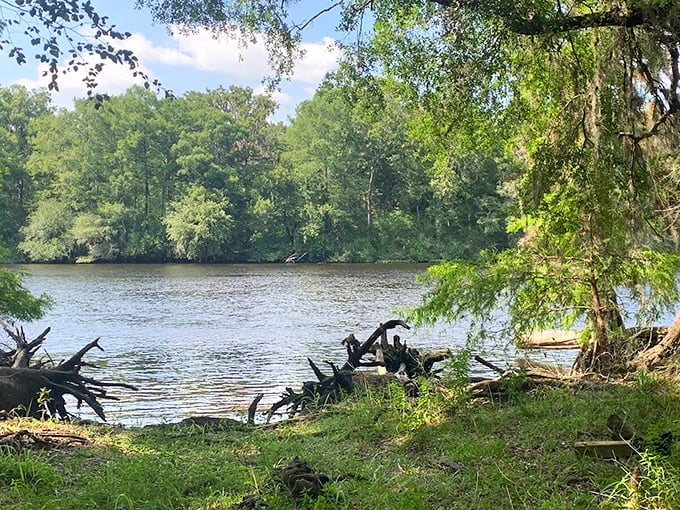 The Suwannee River flows with quiet dignity, carrying stories from deep in Florida's interior toward the waiting Gulf of Mexico.