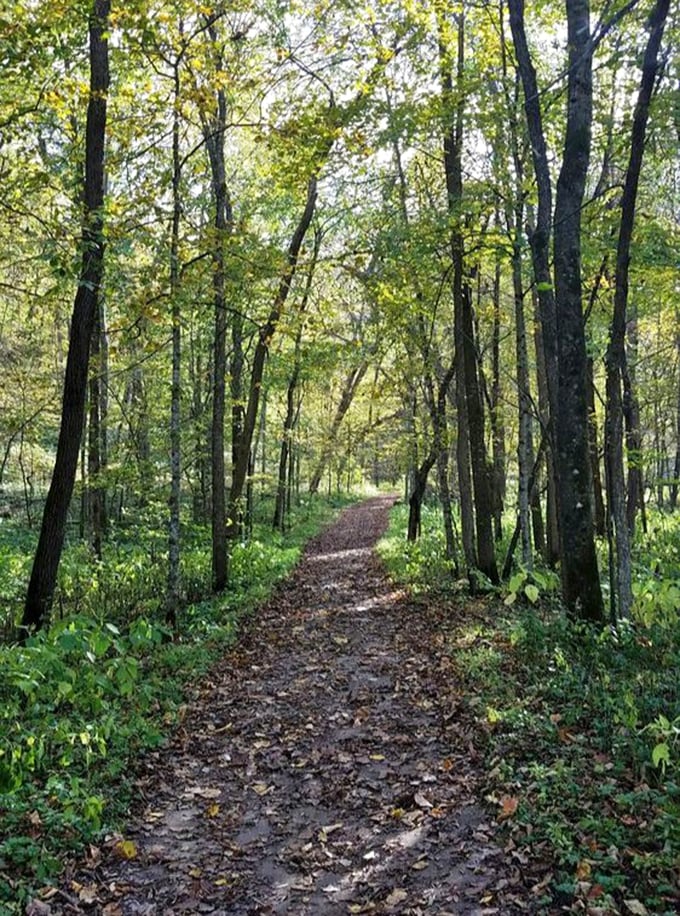 Dappled sunlight creates nature's disco ball effect on this serene trail&mdash;the dance floor where trees have been perfecting their moves for centuries.