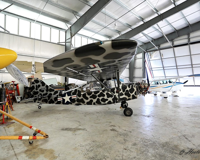 That cow-spotted aircraft isn't having an identity crisis &ndash; it's a beautifully restored vintage plane with distinctive military camouflage.