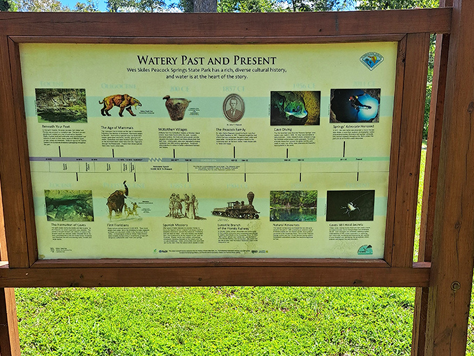 A timeline of Florida's watery history that doesn't require getting wet. This informational display reveals the park's fascinating geological and cultural past.