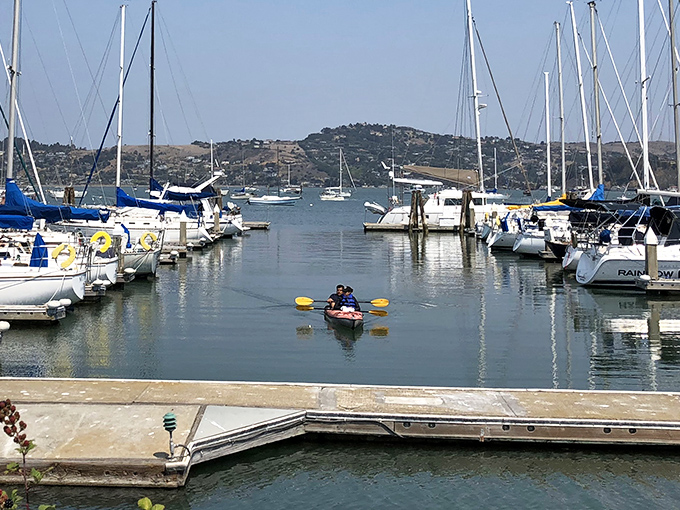 Kayakers glide through the marina, getting the kind of up-close tour that makes boat owners nervously check their insurance policies.