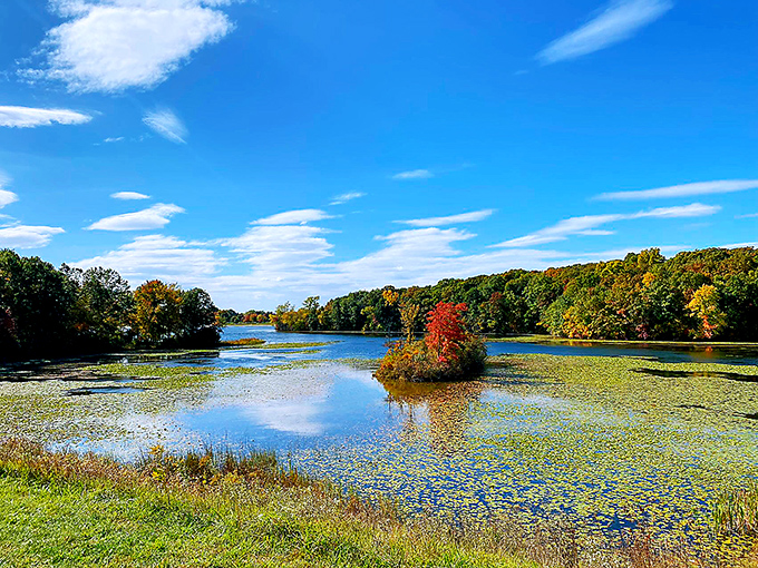 The lily pad situation here looks like nature decided to try her hand at abstract expressionism and absolutely nailed it.