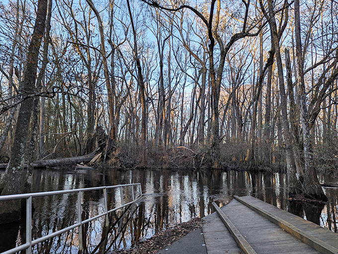 Winter reveals the skeleton of the forest, creating a hauntingly beautiful backdrop for contemplative walks along the water.