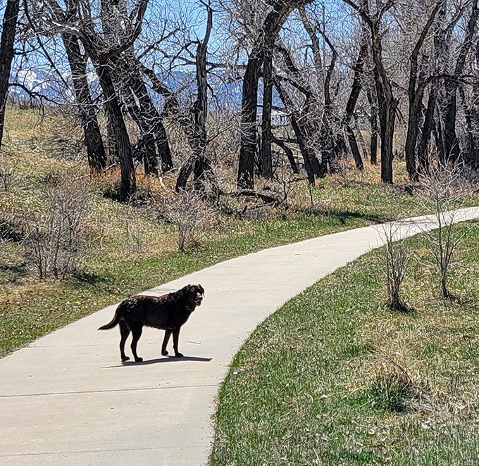 The best hiking companion doesn't complain about the distance or ask "are we there yet?" This good boy is living his best park life.