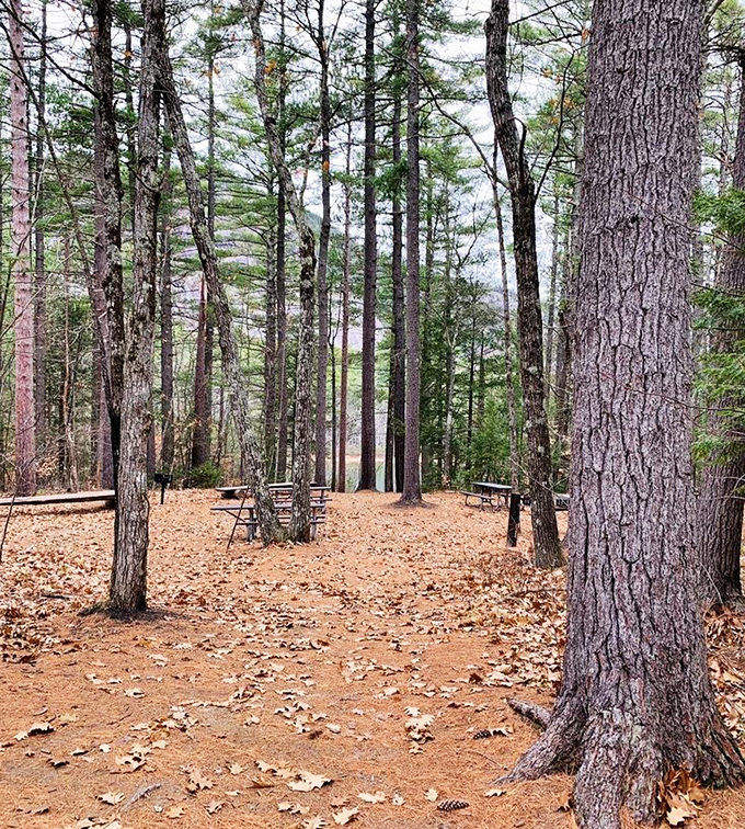 This pine-scented picnic area invites you to dine al fresco where the only reservation needed is with yourself.