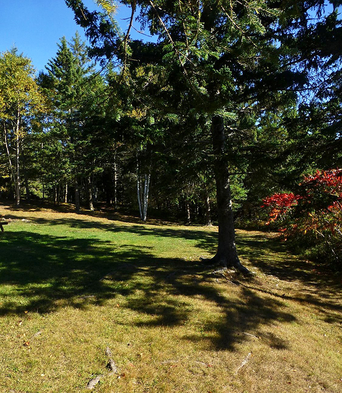 The grassy clearing where memories are made &ndash; perfect for impromptu family picnics or quiet contemplation.