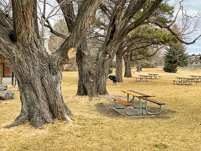 These ancient cottonwoods have witnessed more Montana history than any history book, providing shade for countless picnics and contemplative moments.