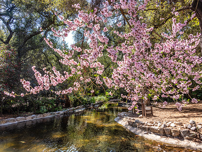Cherry blossoms frame this tranquil stream like nature's own Instagram filter. No wonder visitors flock here for their annual pink fix.