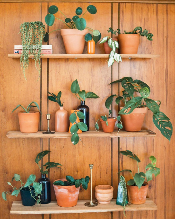 Even the plants here are living their second chapter. This wooden display showcases pottery and greenery that's ready for its glow-up.