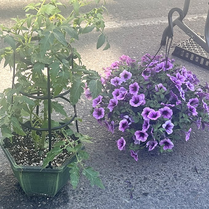 Garden dreams in plastic pots&mdash;one tomato plant and some purple petunias could turn your porch into the envy of the neighborhood.