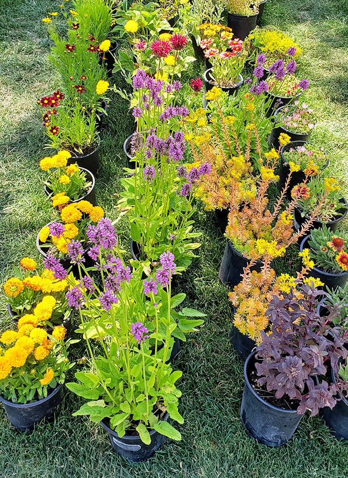 A rainbow you can plant! These potted perennials bring instant joy with their sunny yellows and royal purples &ndash; garden therapy in portable form.