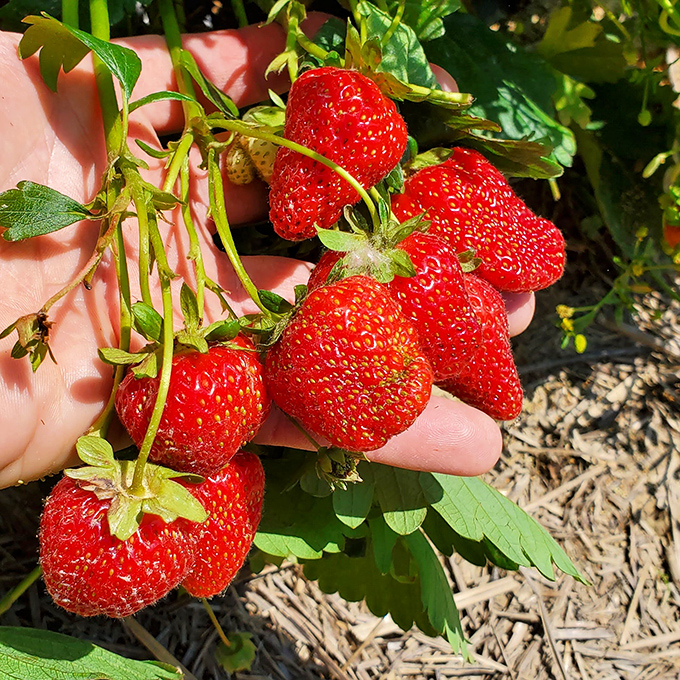 These ruby-red beauties practically glow in the sunshine, each one a sweet promise waiting to be fulfilled.
