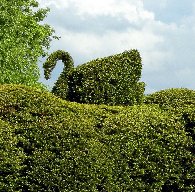 A swan dive into topiary perfection. This leafy waterfowl proves that with enough patience, you can turn shrubbery into a feathered masterpiece.