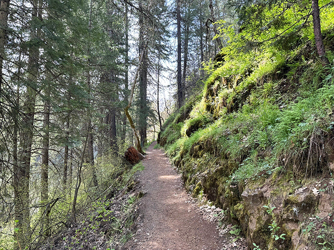 The trail hugs the hillside, offering glimpses of the forest's secrets around every bend. Hansel and Gretel would approve.