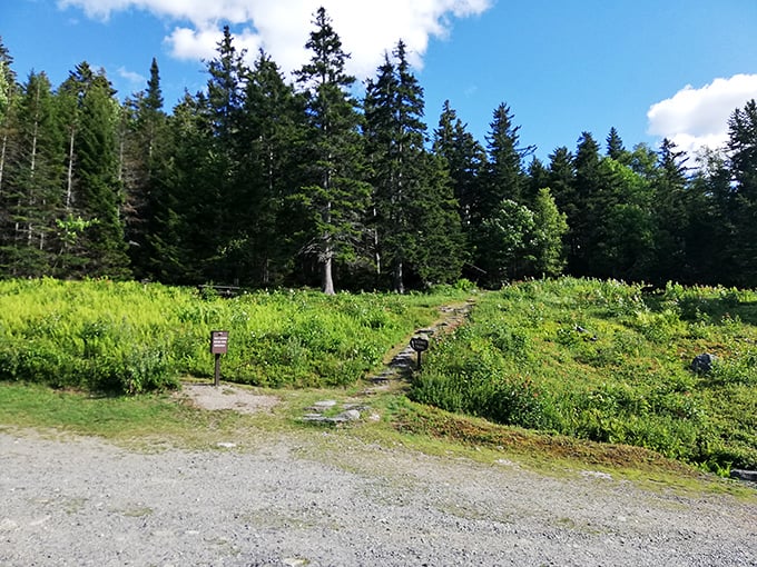 The trailhead beckons with that irresistible "what's around the corner?" allure. Spoiler alert: it's usually more trees, more beauty, and occasionally a surprised chipmunk.