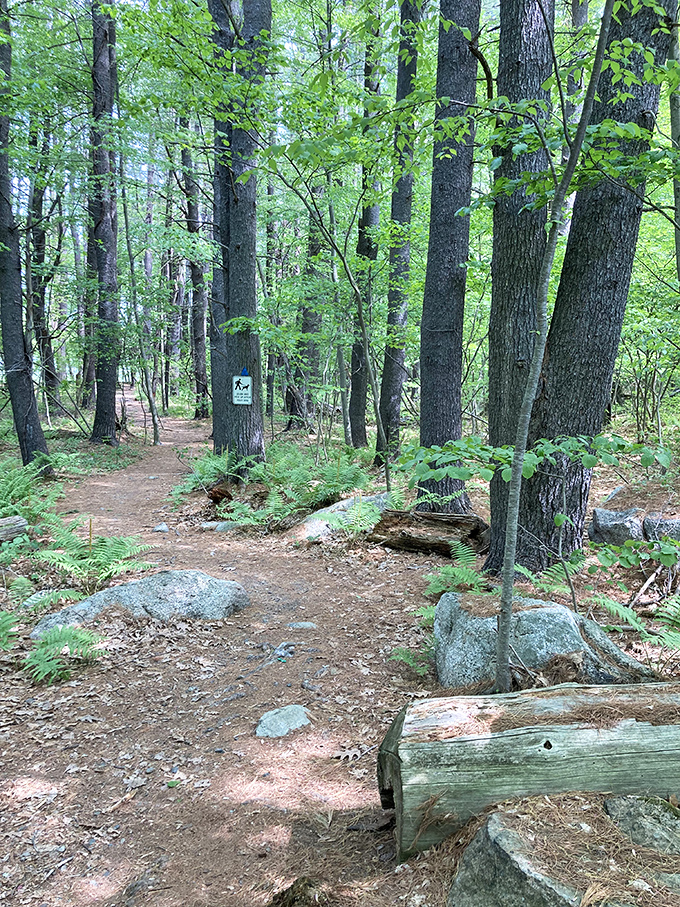 Ferns and granite boulders frame this woodland trail, creating a quintessential New England hiking experience that feels straight out of Thoreau.