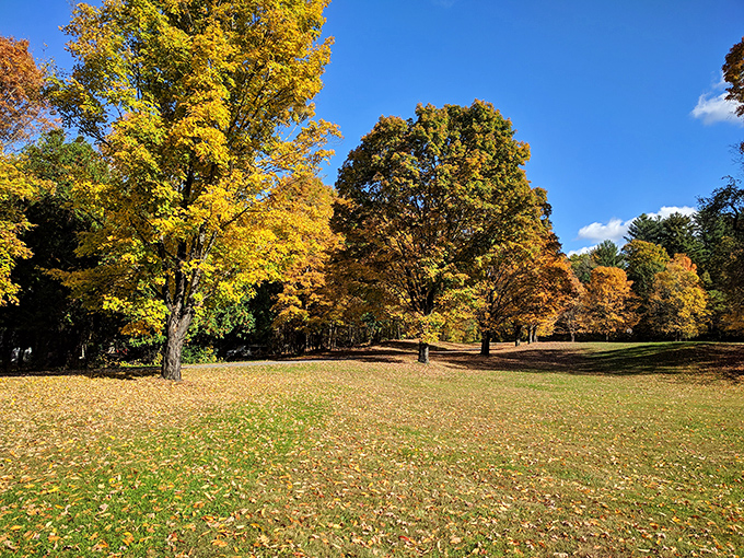 Fall's golden symphony in full crescendo. These trees don't just change color&mdash;they perform an entire seasonal spectacular worthy of a standing ovation.