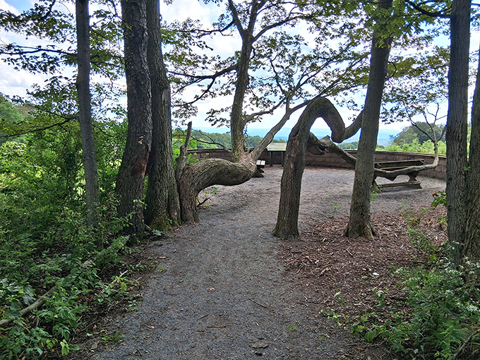 That curved tree seems to be saying, "Look at this view!" Nature's own picture frame highlighting the spectacular panorama beyond.