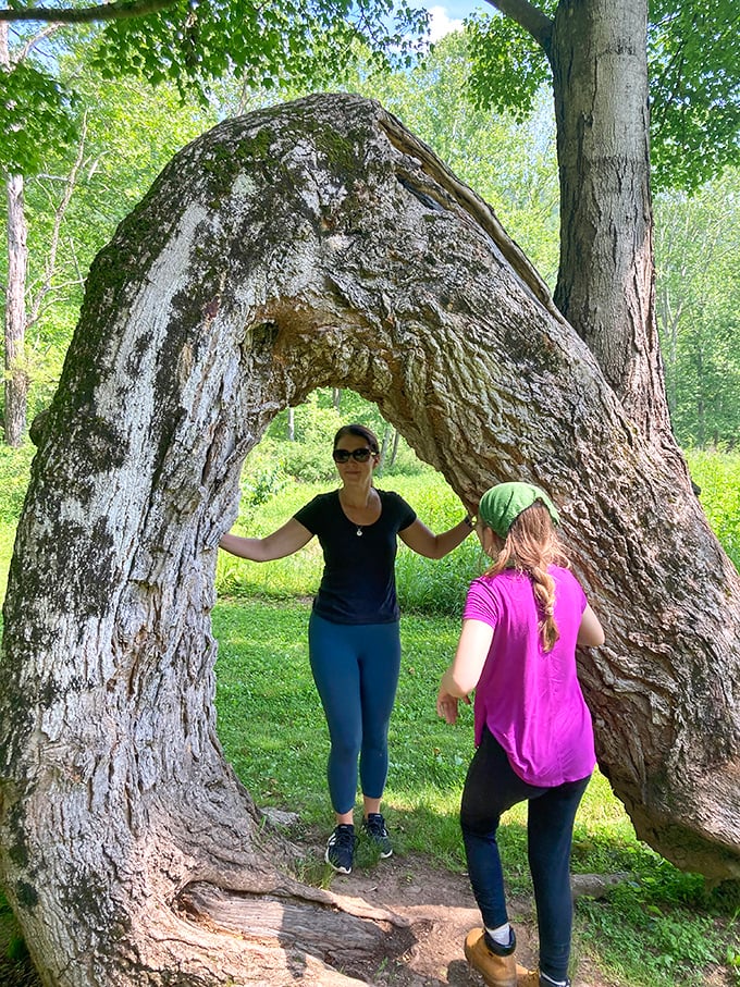 Nature's doorway beckons visitors through this remarkable curved tree trunk, creating memories more lasting than any souvenir shop trinket.