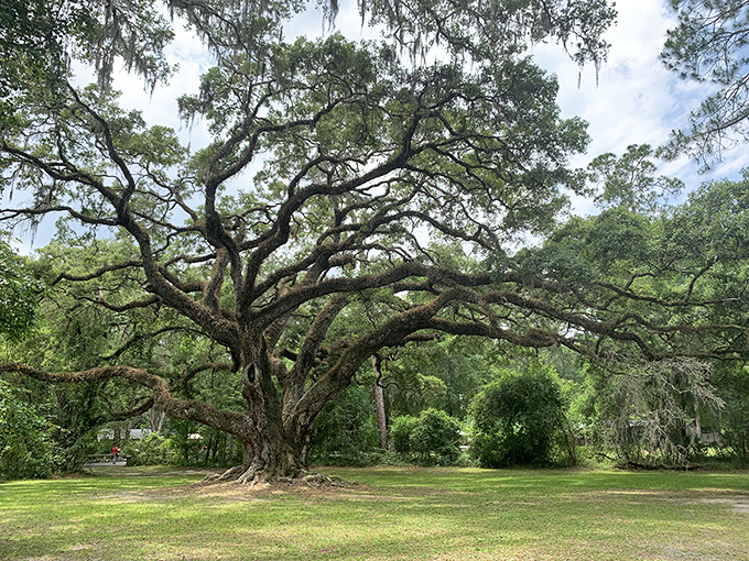 A massive live oak spreads its branches like nature's own umbrella, perfect for contemplative picnic moments.