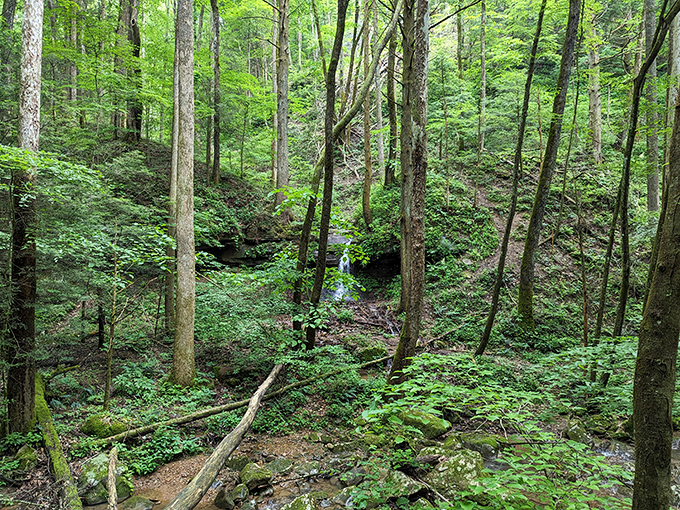 The rustic wooden sign welcomes visitors to Frozen Head, where the air is fresher than your refrigerator could ever hope to be.