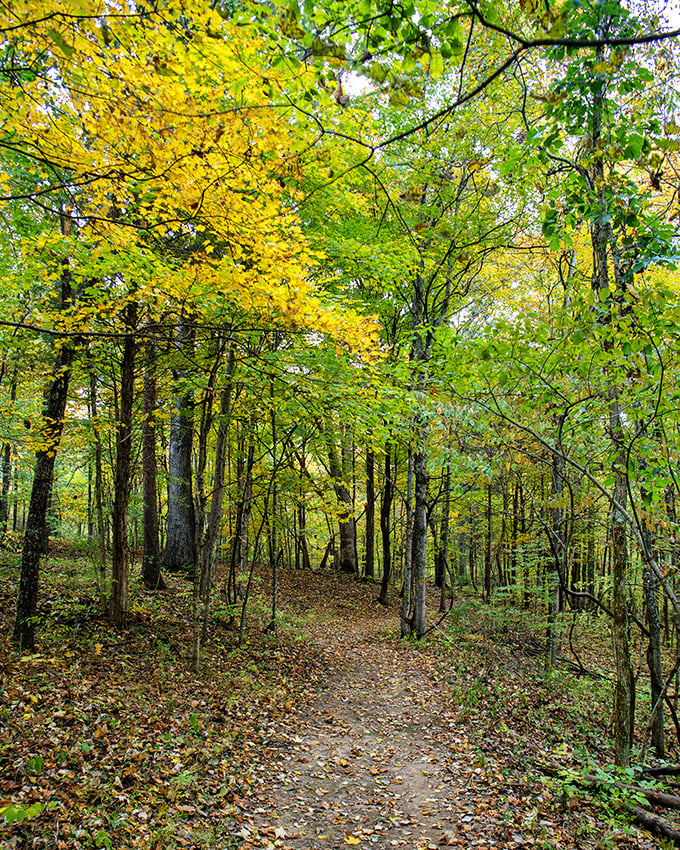 Taylorsville Lake's forest trail beckons with autumn gold, where every step crunches with the music of fallen leaves.