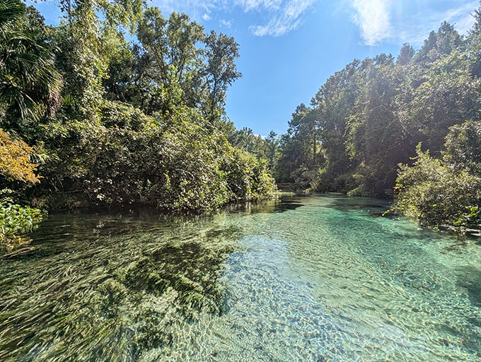 Just minutes from Mickey Mouse, Wekiwa Springs offers a completely different kind of magic – the natural Florida kind.