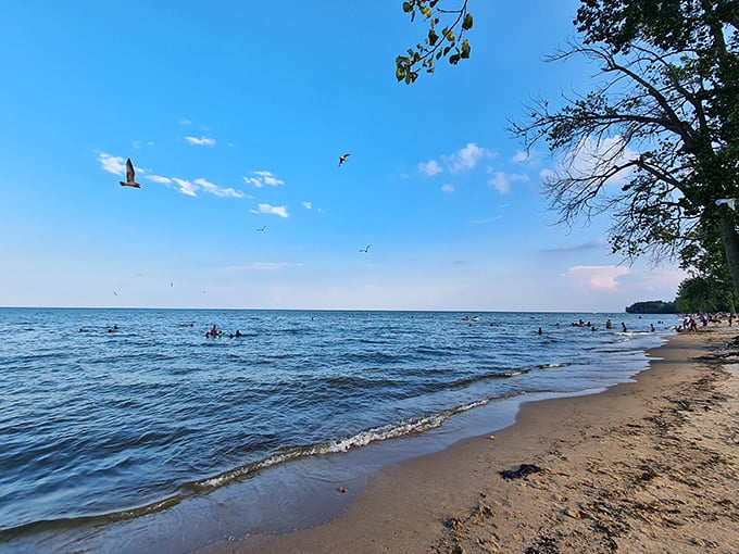 Michigan's only Lake Erie beach party! Sterling State Park offers a sandy stage where gulls perform aerial ballets above cool blue waters.