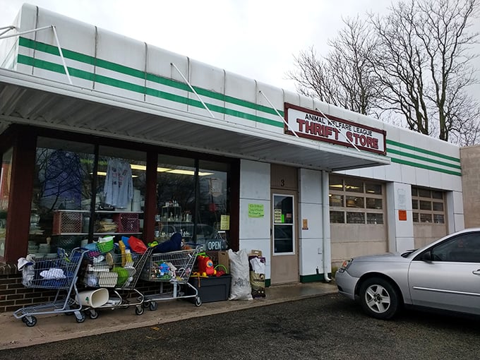 The Animal Welfare League Thrift Store's classic design feels like stepping back in time. Shopping that saves lives!