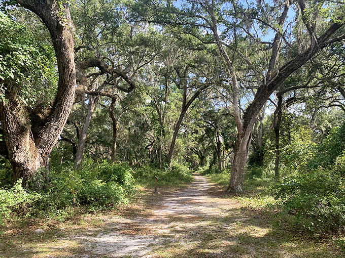 Rolling hills and ancient oaks create a landscape that feels more like Georgia than typical Florida.