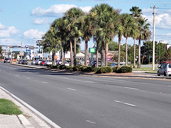 Even Lake City's main roads maintain Florida's signature palm trees, bringing natural beauty to everyday commutes.