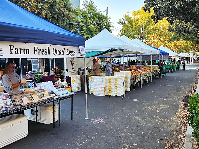 Midtown Farmers Market is a vibrant display of local goodness, where farm-fresh produce, including quail eggs, forms a colorful parade for shoppers.