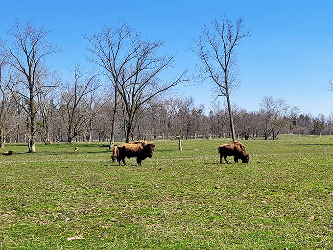 Where else can you spot genuine American bison while enjoying a peaceful Indiana afternoon?