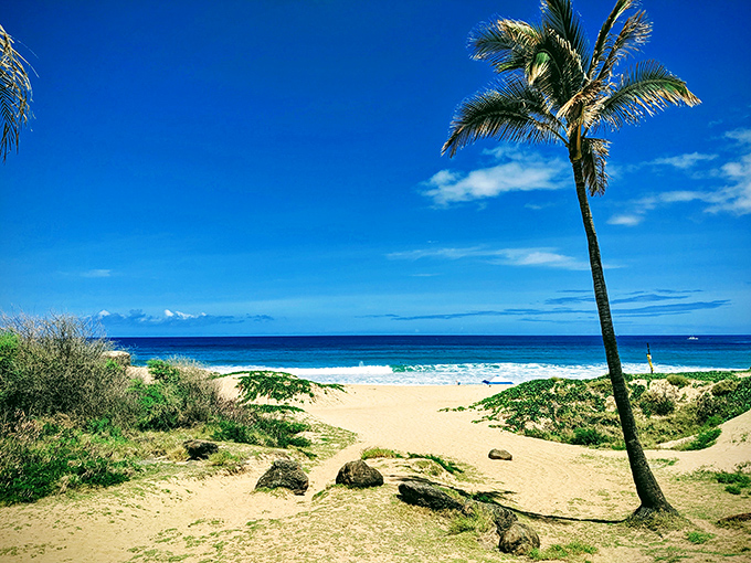 A lone palm stands sentinel at Polihale State Park, where golden sands meet the endless blue of the Pacific Ocean.