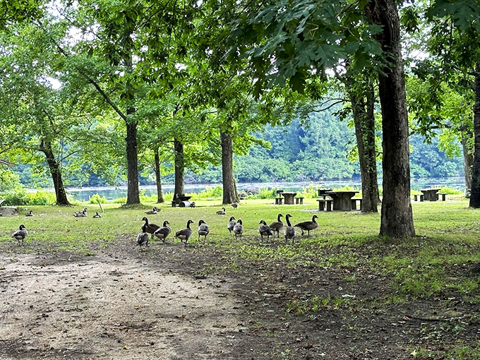 Wall Doxey State Park: A gathering of geese enjoying their lakefront property. Even wildlife knows prime real estate when they see it!
