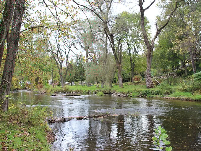 Gentle waters whisper through autumn woods, creating nature's own meditation soundtrack.