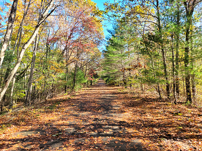 Wompatuck's autumn path beckons with crunchy leaves. Walking here feels like stepping through nature's confetti.