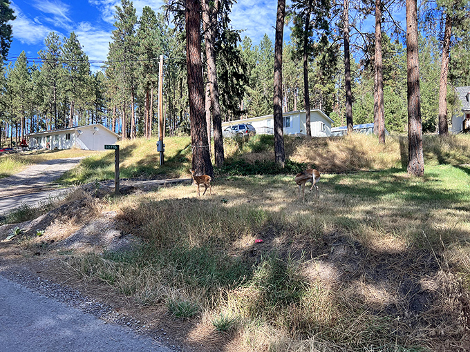 Deer wander freely through Yellow Bay State Park, where wildlife and humans share the peaceful forest setting near Flathead Lake.